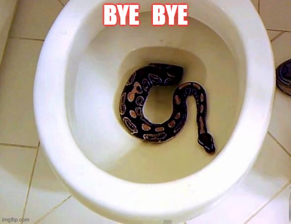 Snake in toilet. - Imgflip