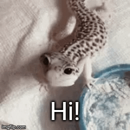 Lizard smile - Imgflip