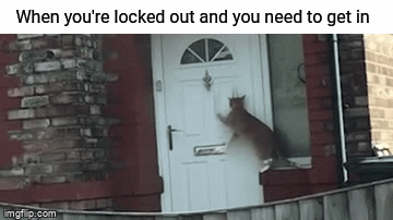 Cat knocking on the door - Imgflip