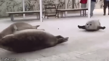Bouncing Seals (should I do another?) - Imgflip