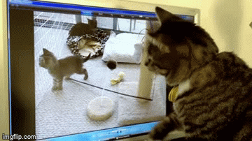 Cat touching the cat on the screen - Imgflip