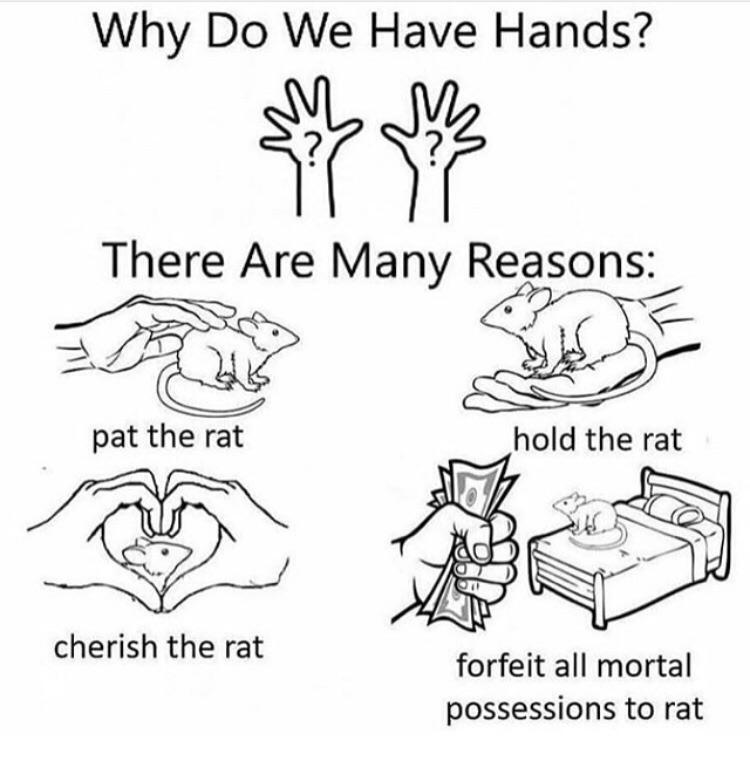 Why Do We Have Hands Meme Template