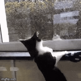 Giving a helping paw - Imgflip