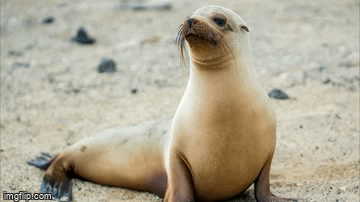 Made this JIF a long time ago - Imgflip