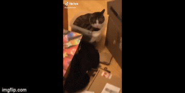 It's A Chonk In A Box! - Imgflip