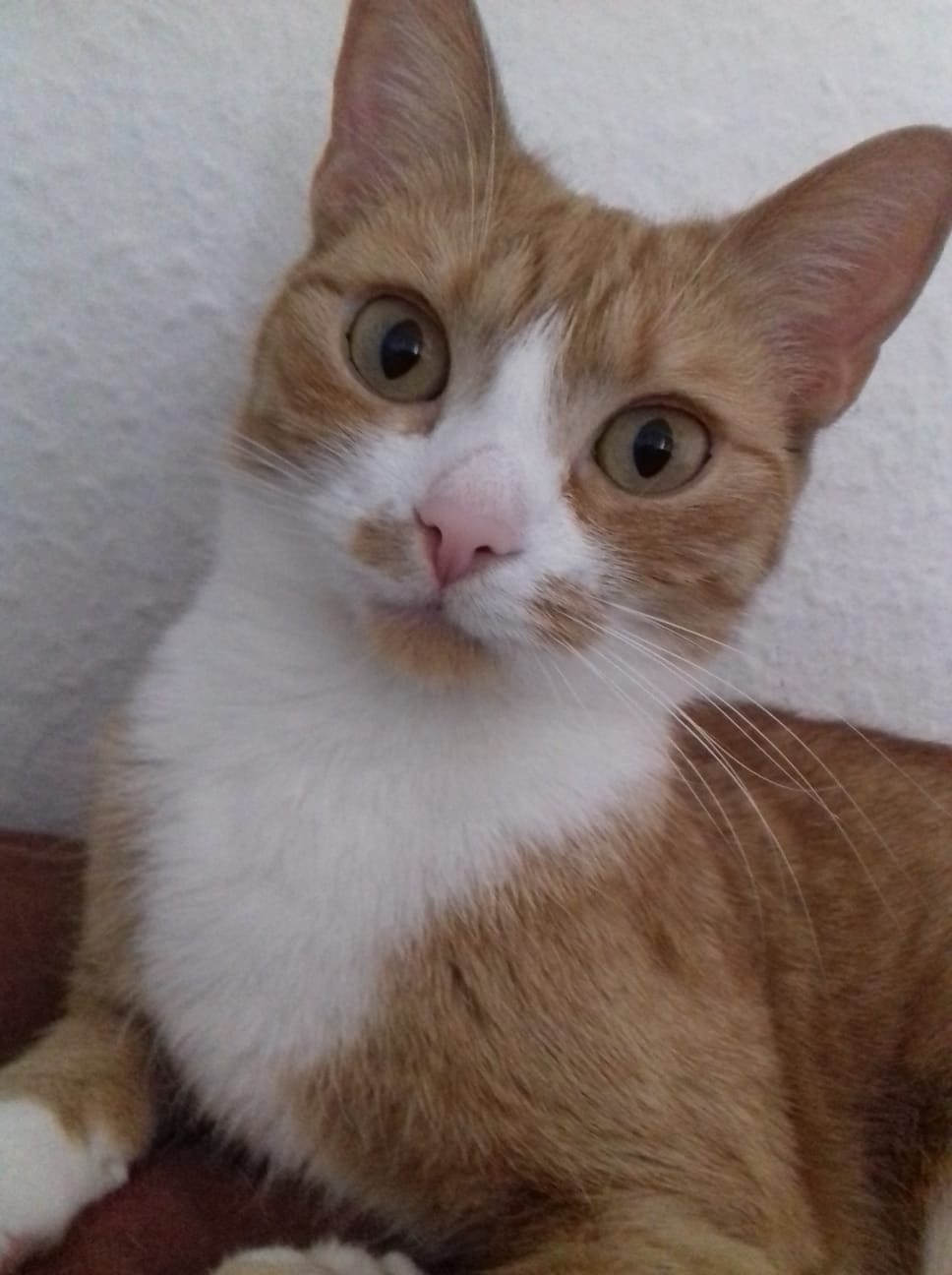 Awkward Cat Blank Template Imgflip