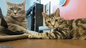 One of the cats falls off the kitchen table. - Imgflip