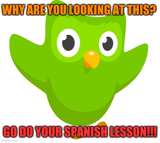 Image Tagged In Duolingo duolingo Bird angry Bird Imgflip