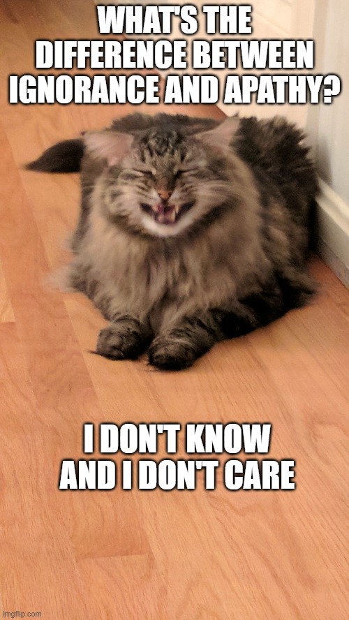 Bad Joke Cat Imgflip Bad Joke Cat Imgflip