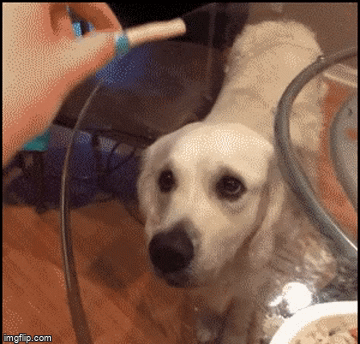 Playtime with dog; throwing food on the table - Imgflip