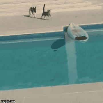 Cat on the surfboard at the swimming pool - Imgflip