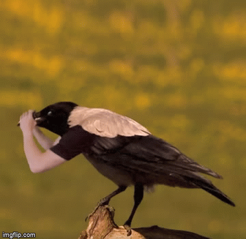 birds in arms - Imgflip