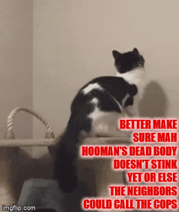Psycho Cat - Imgflip
