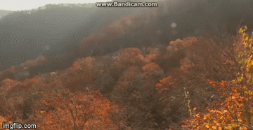 Autumn Leaves - Imgflip