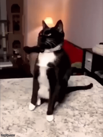 cheese cat - Imgflip