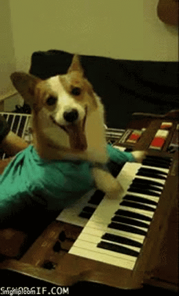 Corgi playing piano - Imgflip