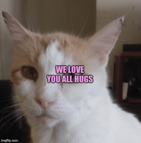 Rip nipper cat and our kit cat we love u all hugs - Imgflip