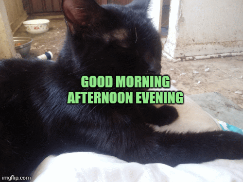 Our casey cat good morning afternoon evening - Imgflip