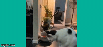 Sent My Cat to Interpretive Dance Class - Imgflip