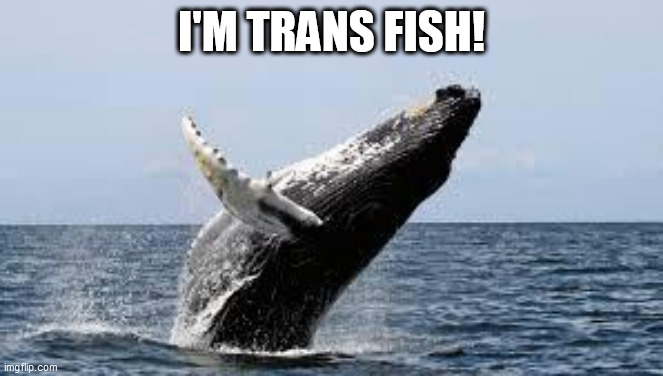 Whale. - Imgflip