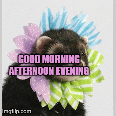 Ferret good morning afternoon evening - Imgflip
