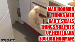 Foolish hooman - Imgflip