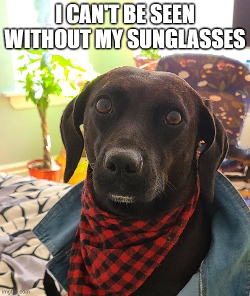 So I got my dog a jean jacket... : r/funny