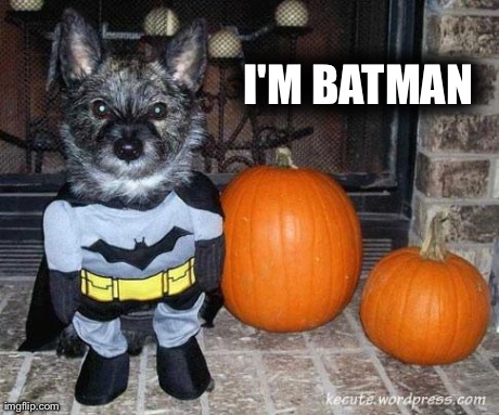 Image tagged in batdog - Imgflip