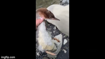 SUPER FAST DUCK - Imgflip