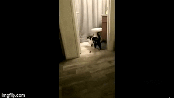 REACH KITTY! - Imgflip