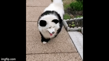 Panda boi or big fluff? - Imgflip