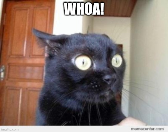 Scared Cat - Imgflip