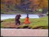 Bear Fight - Imgflip