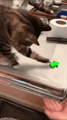 If cats could up vote - Imgflip