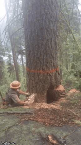 Animated GIF - Imgflip