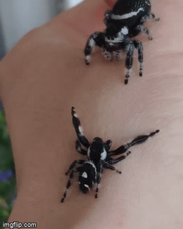 I’m no spider doctor, but I think the female spider has a headache ...