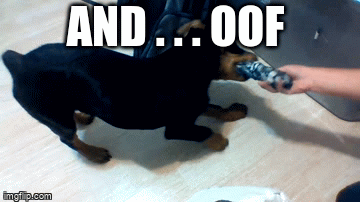 trying to capture your dog on camera also means risking your laptop ...