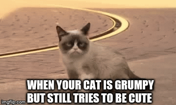 cats in a bad mood - Imgflip