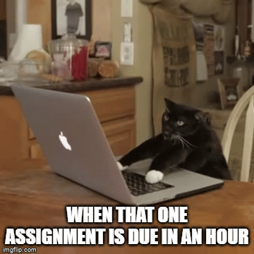 Cat typing gif - Imgflip