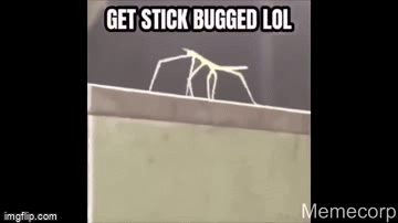 get stick bugged lol - Imgflip