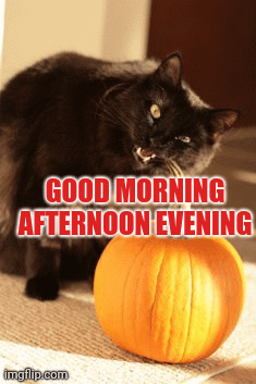 Fall kitty images good morning afternoon evening - Imgflip
