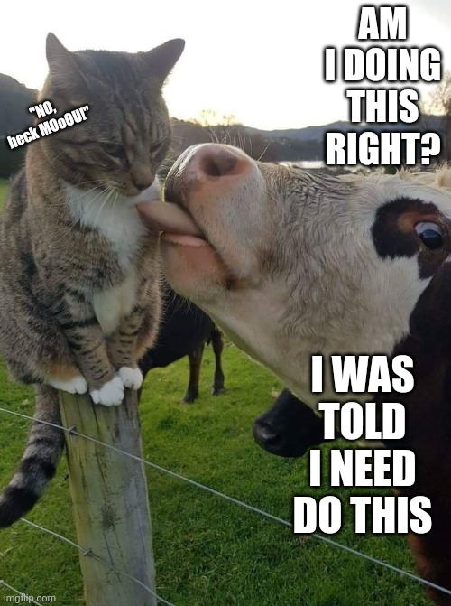 Moo licker - Imgflip