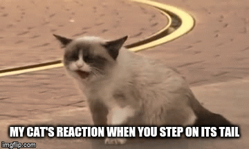 My cat when I step on its tail - Imgflip