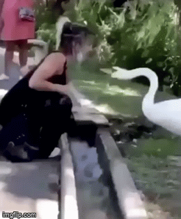This is the swan who cares. (Best thing I’ve ever seen) - Imgflip