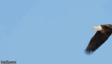 fly eagles fly on the road to victory - Imgflip