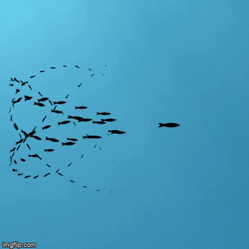 Fish - Imgflip