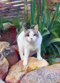 Cat Blank Template - Imgflip