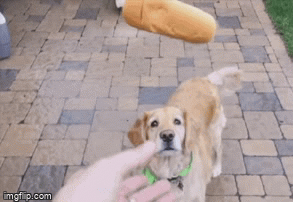 The dog tries to catch the hot dog, but misses it. - Imgflip