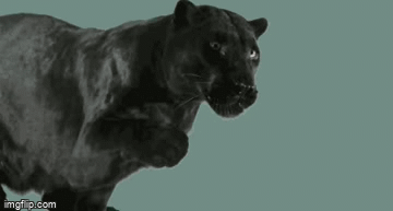 Panther - Imgflip