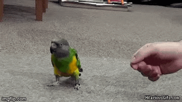 Bird Plays Dead - Imgflip